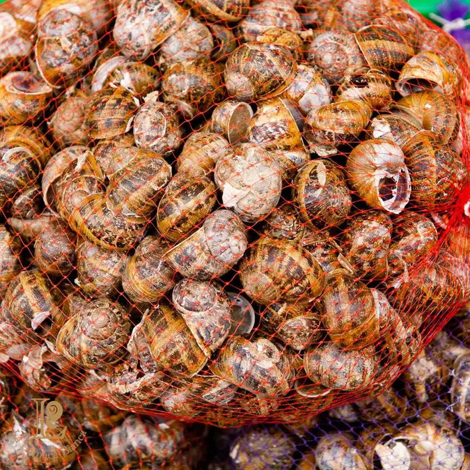 Vendita Lumache e cosmetici con bava di lumaca – La Lumaca Bianca