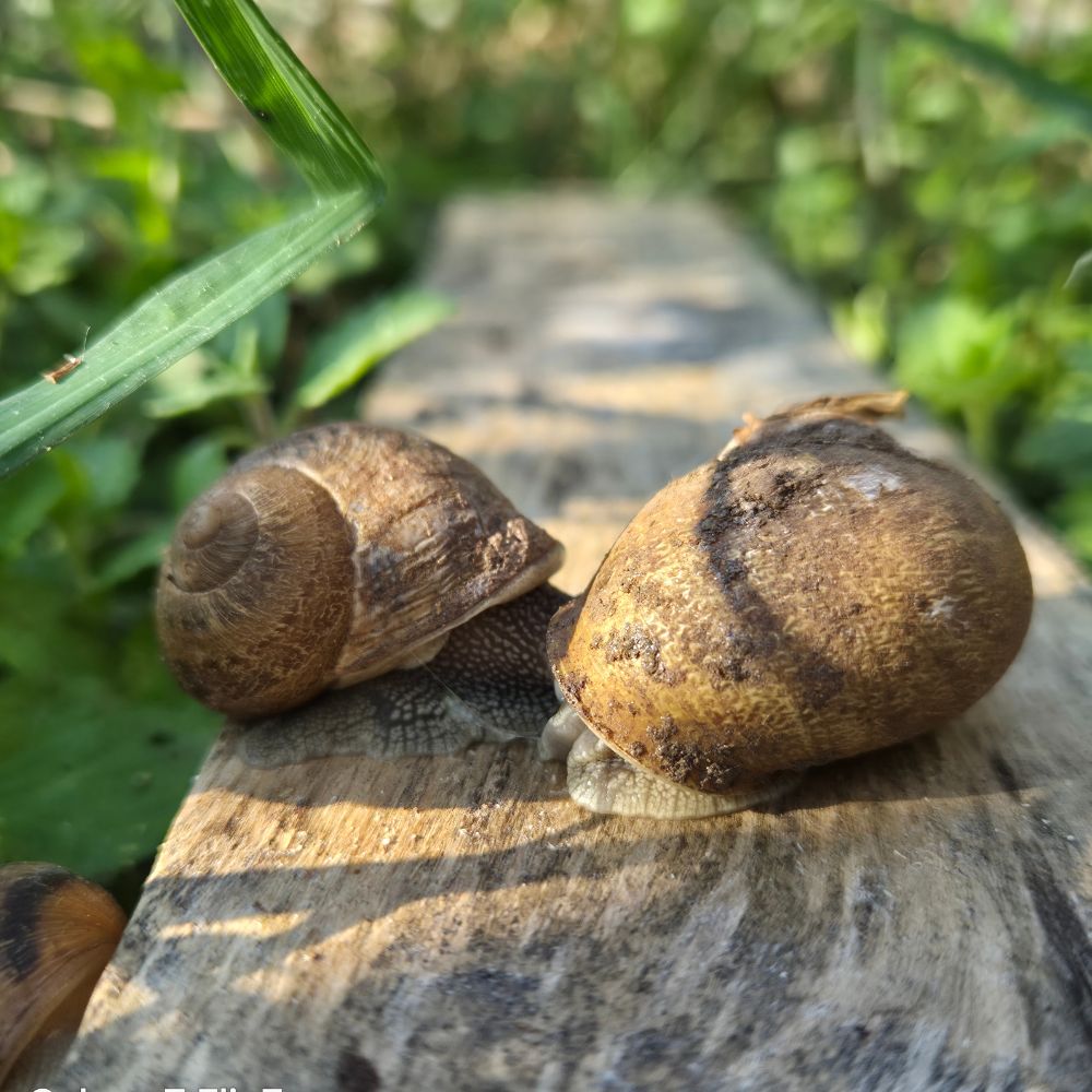 Lumache da Mangiare | Vive e Cotte Online | La Lumaca Bianca