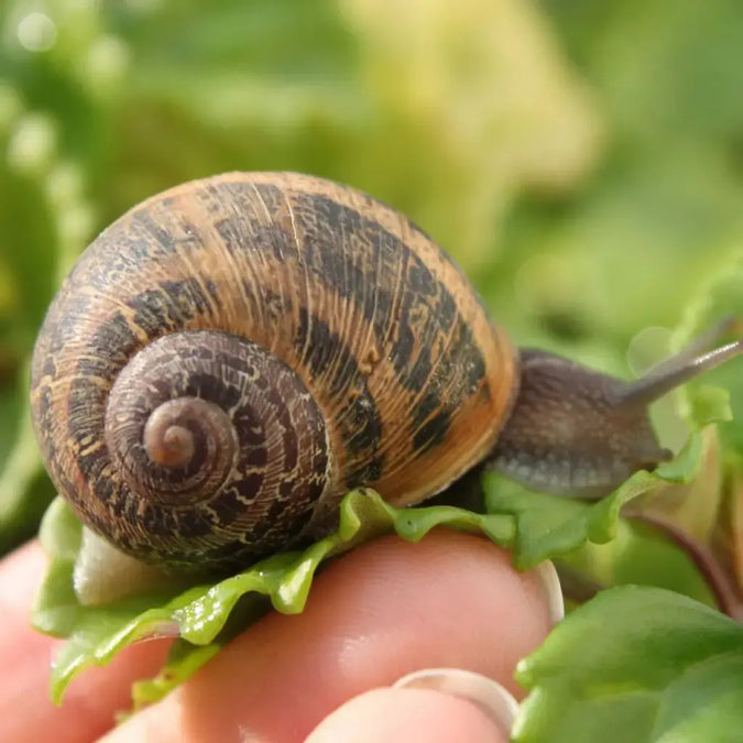 Bava di Lumaca: Benefici Terapeutici per Tosse e Stomaco – La Lumaca Bianca
